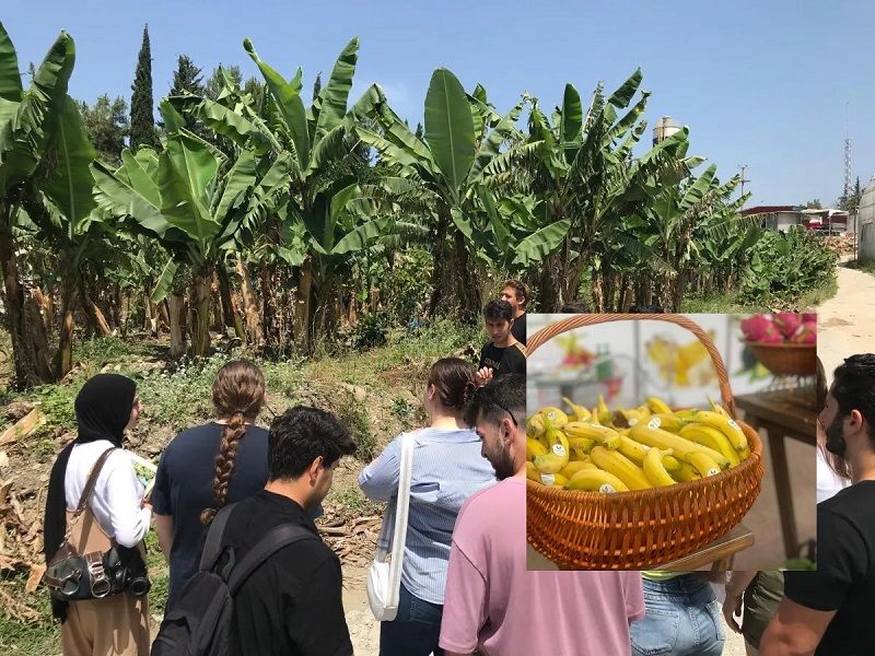 Yerli Muz Üreticilerinin Tepkisi: "Alanya'dan 20 Liraya Alıp İthal Diye 100 Liraya Satıyorlar ...